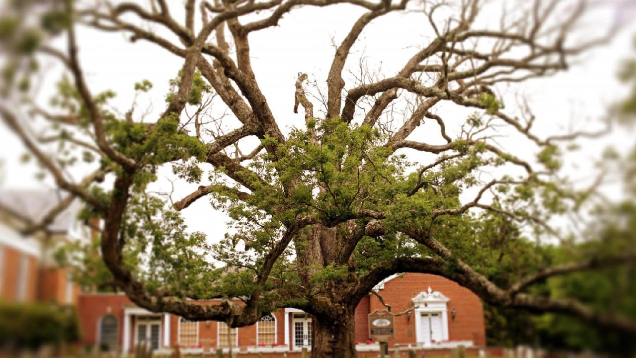 Of Tree Rings and Timelines | Sharlin Health & Neurology